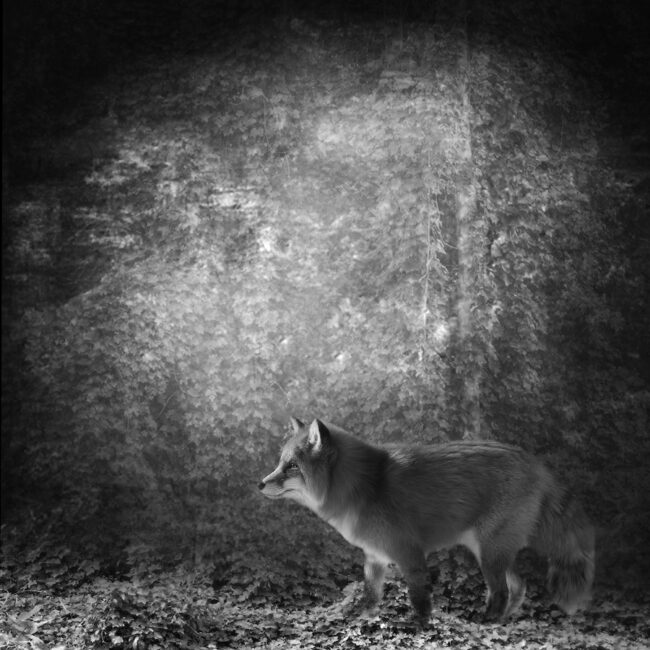 The vine that ate the South - Black+White Photography