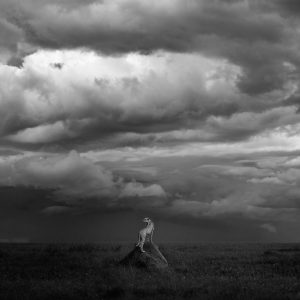 Black+White Photography